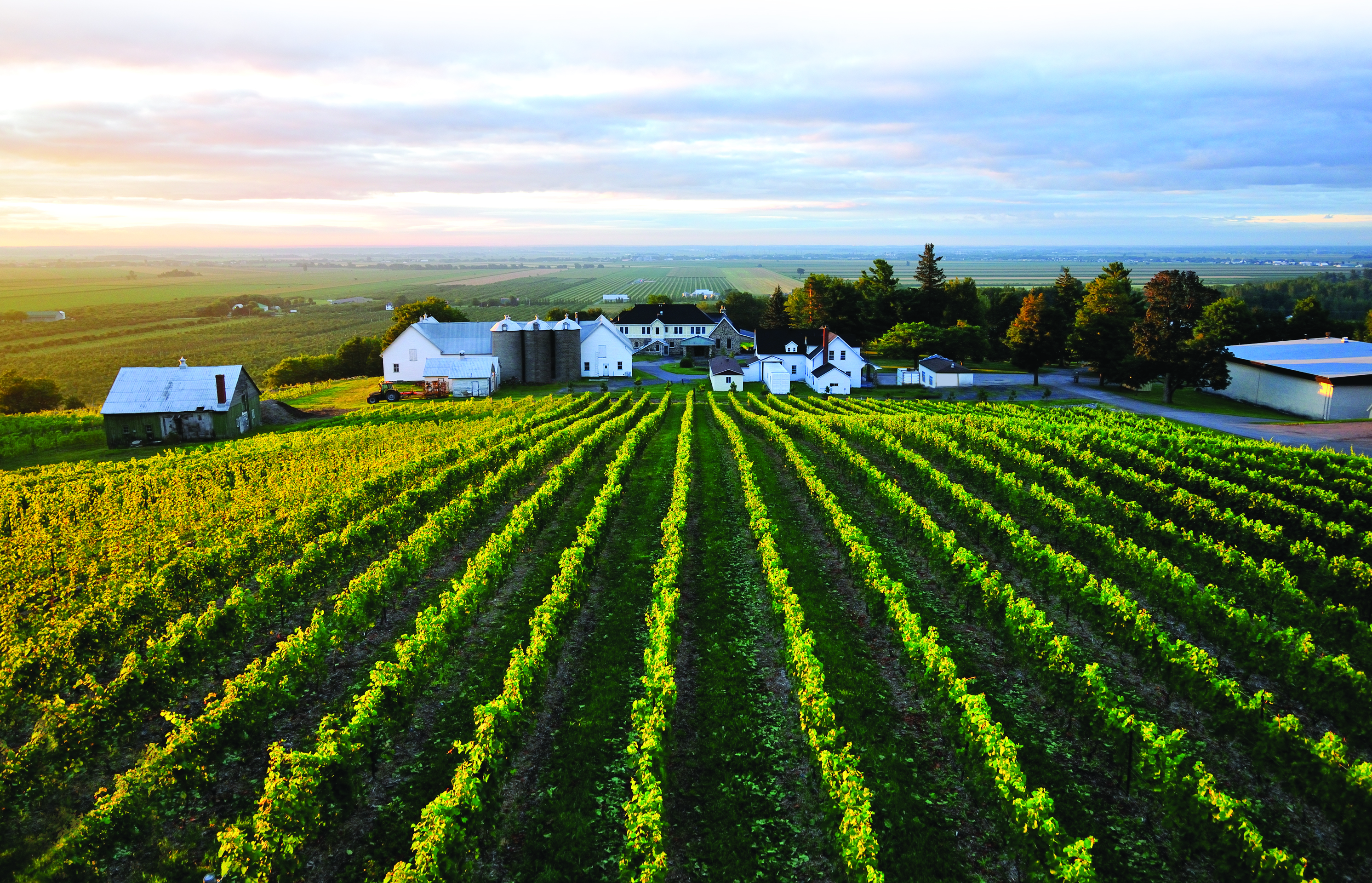 Attraits & Activités - Vignoble Coteau Rougemont [ Vignobles : Montérégie ]